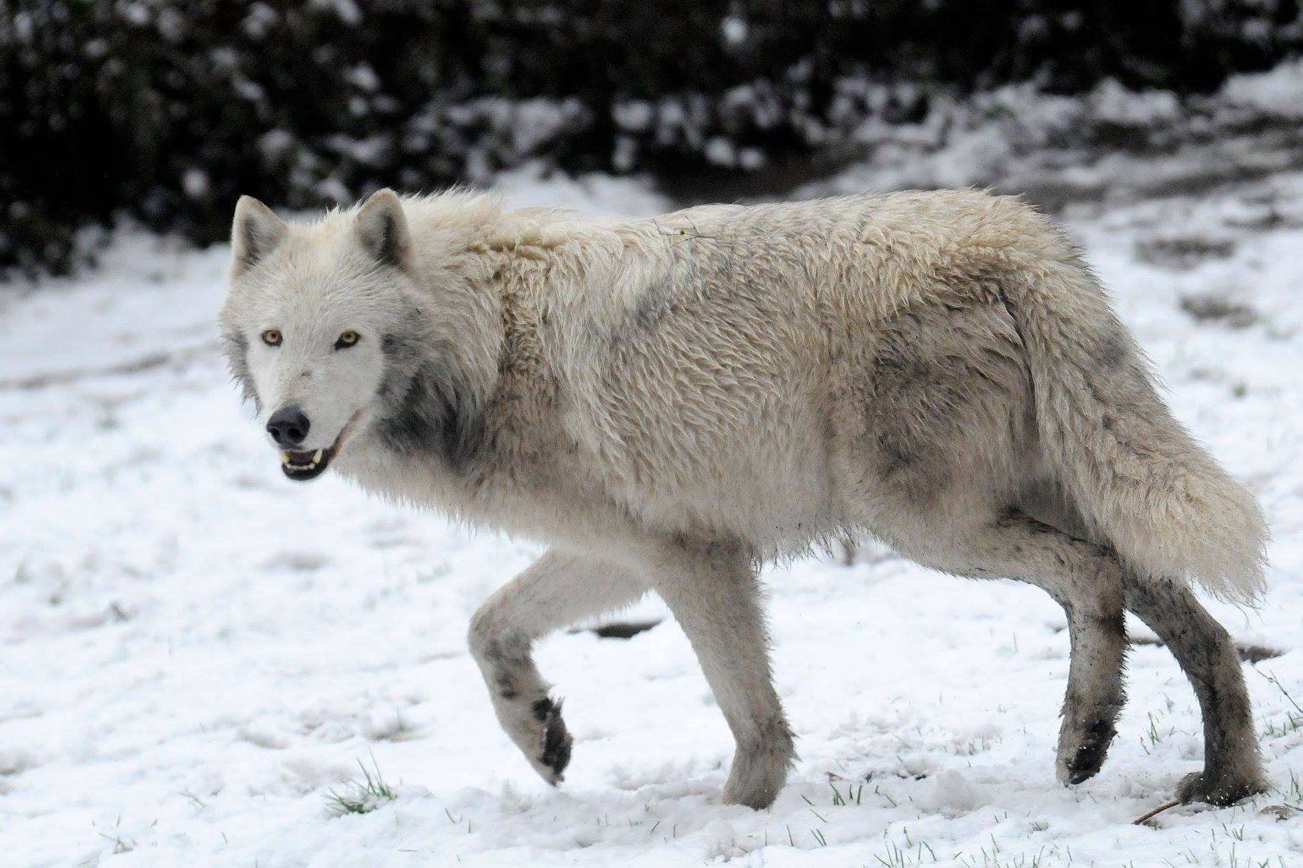 Meet the Wolves - Learn About Wolves Learn About Wolves